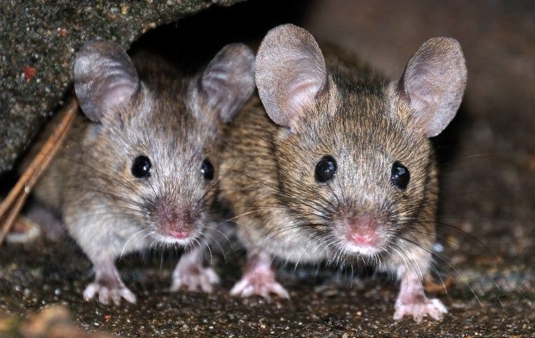 Norwalk Homeowners’ Guide To Effective Mouse Control