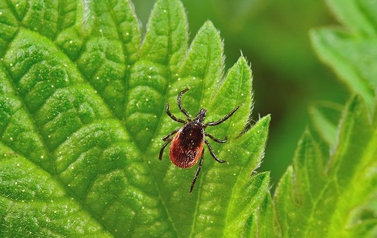 Answering Commonly Asked Questions About Ticks In Norwalk